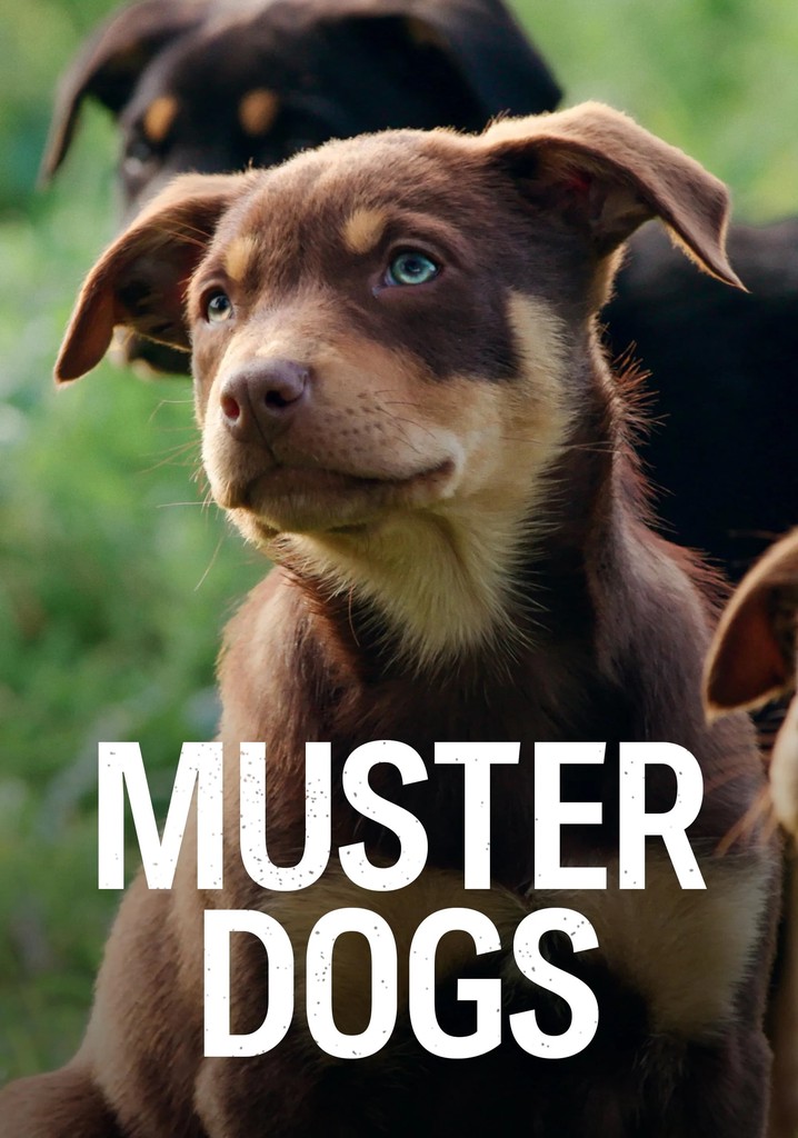 Muster Dogs - watch tv show stream online Muster Dogs - watch tv show stream online